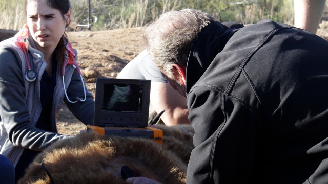 Watch The Wild Life of Dr. Ole Grin and Bear It S1 E5 | TV Shows | DIRECTV