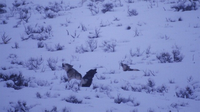 Watch Yellowstone Wolf Dynasty Battle For Wolf Valley S1 E2 | DIRECTV.