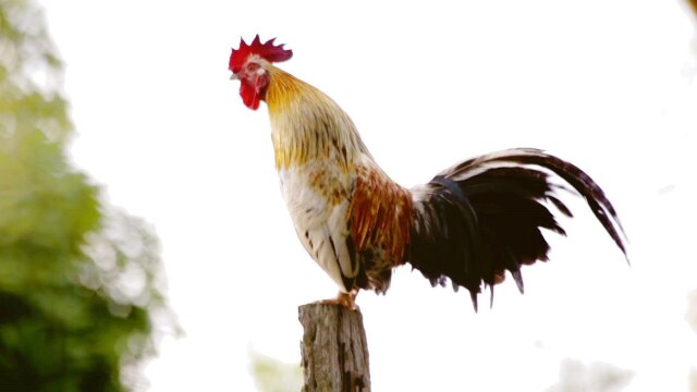 Watch Disney Animals Farm S4 E5 | TV Shows | DIRECTV