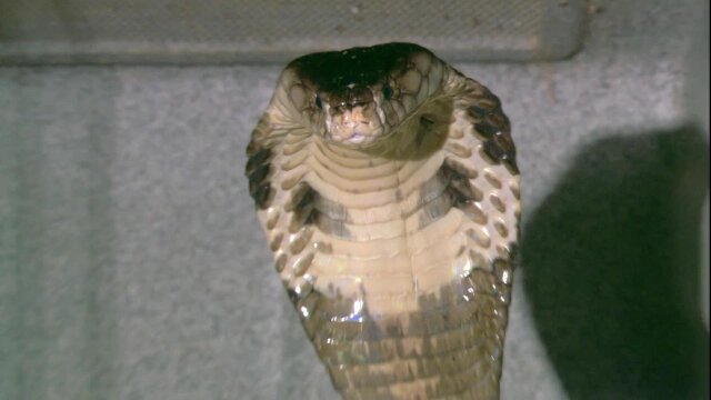 Watch Time Warp Snakes, Sumo and Bocks S2 E6 | DIRECTV