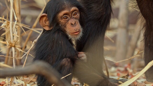 Watch Evolution Earth Online | Stream the Full Movie on DIRECTV