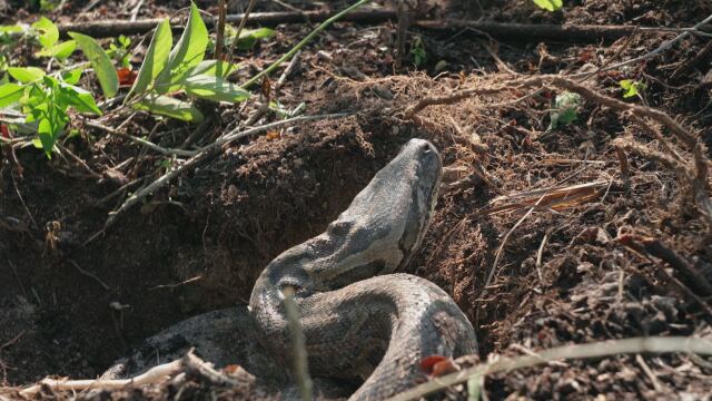 Watch Swamp People: Serpent Invasion Monster Highway S4 E2 | DIRECTV