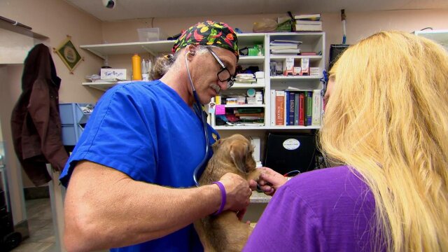 Watch Dr. Jeff: Rocky Mountain Vet Saved by the Sky S2 E3 | DIRECTV.