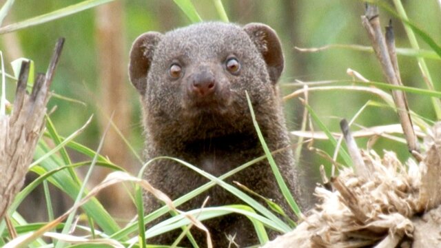 Watch Earth Odyssey With Dylan Dreyer Sensational Animal Senses S5 E11 ...