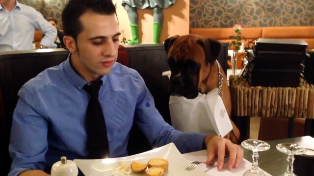 Watch TPC That's My Pet Muscle Mutts S0 Eundefined with MyFree DIRECTV.