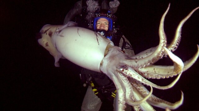 Watch Swimming With Monsters Anaconda S1 E4 | DIRECTV