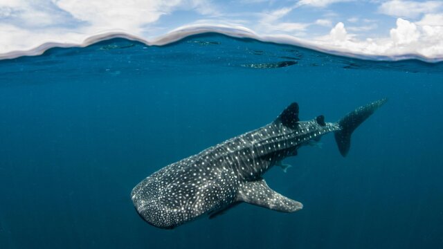 Watch Chasing Ocean Giants Online | Stream the Full Movie on DIRECTV