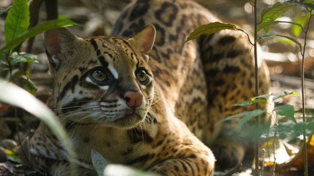 Watch Hostile Planet Full Movie on DIRECTV