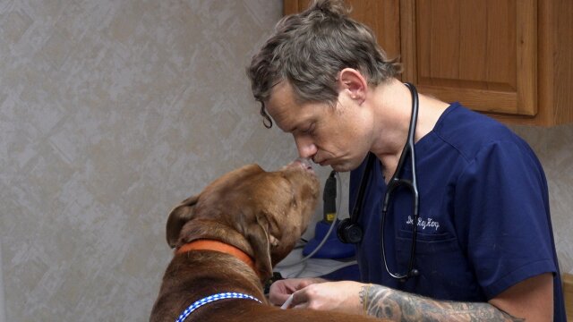 Watch The Incredible Dr. Pol Online | Stream the Full Movie on DIRECTV