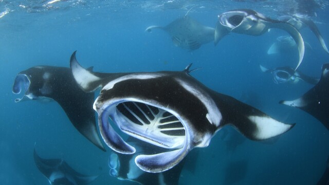 Watch Chasing Ocean Giants Online | Stream the Full Movie on DIRECTV