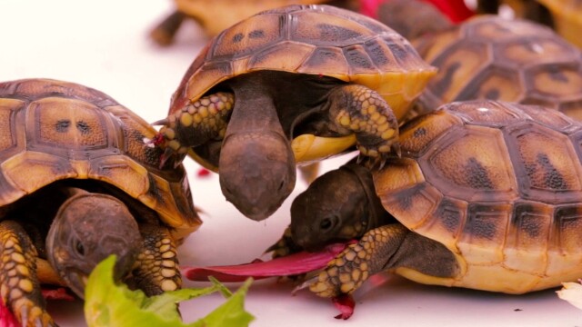 Watch TPC Channel Chasers Spooky Scary S1 E11 | TV Shows | DIRECTV