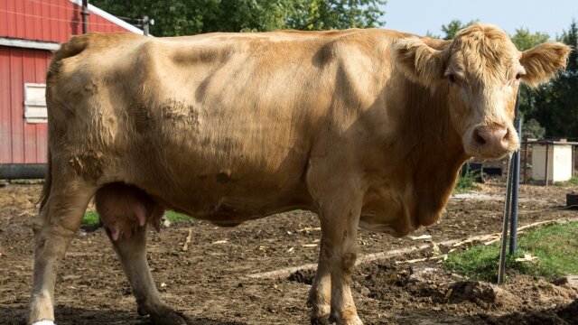 Watch The Incredible Dr. Pol Apocalypse Cow S5 E4 | DIRECTV.