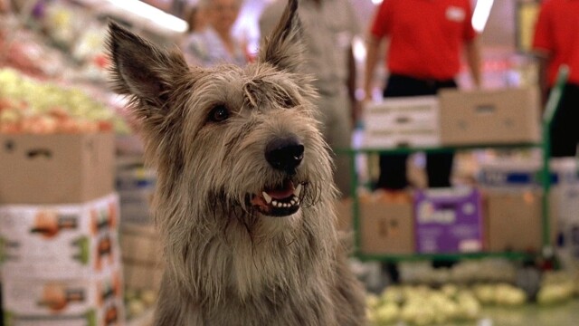 Watch Because of Winn-Dixie Full Movie on DIRECTV