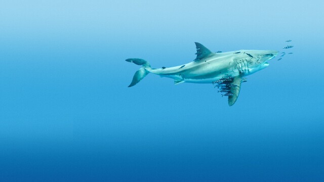 Watch Most Wanted Sharks Full Movie on DIRECTV