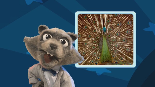 Watch Estrellas ZooMoo Online Streaming | DIRECTV