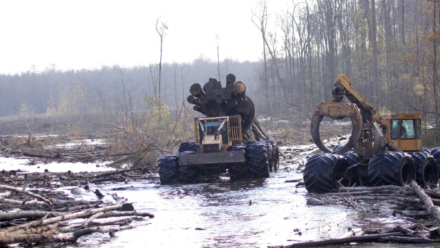 Watch Swamp Loggers Online Streaming | DIRECTV