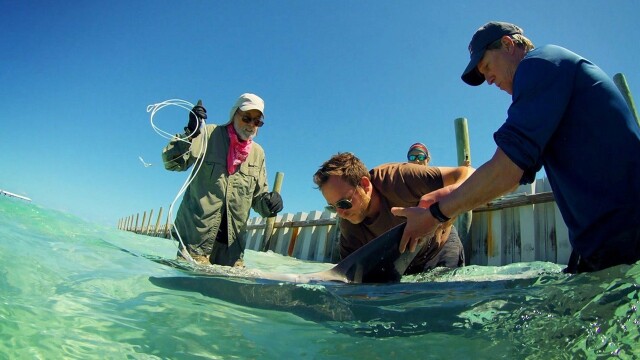 Watch Return of Jaws Online Streaming | DIRECTV