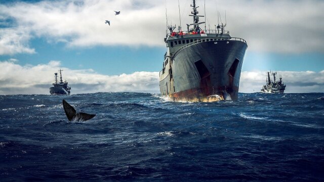 Watch Ocean Warriors Online Streaming | DIRECTV