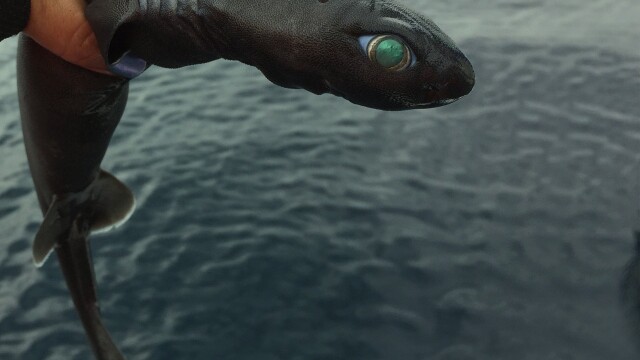 Watch Alien Sharks Greatest Hits Online Streaming | DIRECTV