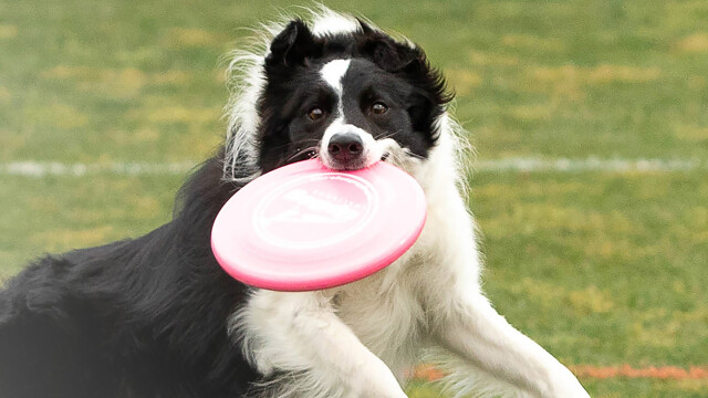 Watch 2024 AKC Disc Dog Challenge (2025) | DIRECTV